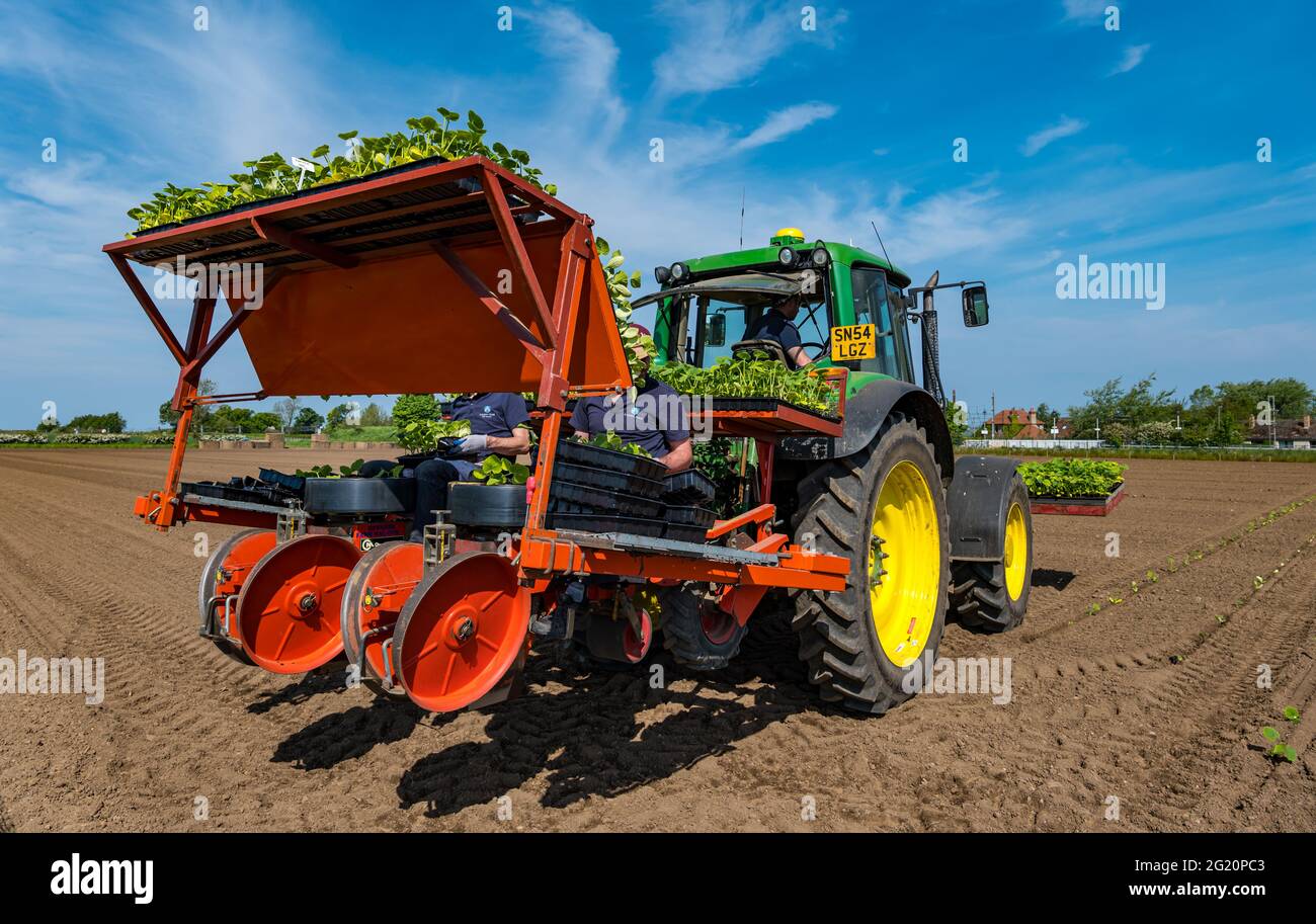 Farm workers planting pumpkin plant seedlings in field using tractor ...