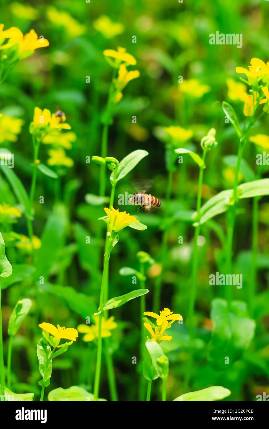 Bee having honey on mustard flower. Beautiful mustard flower with green ...