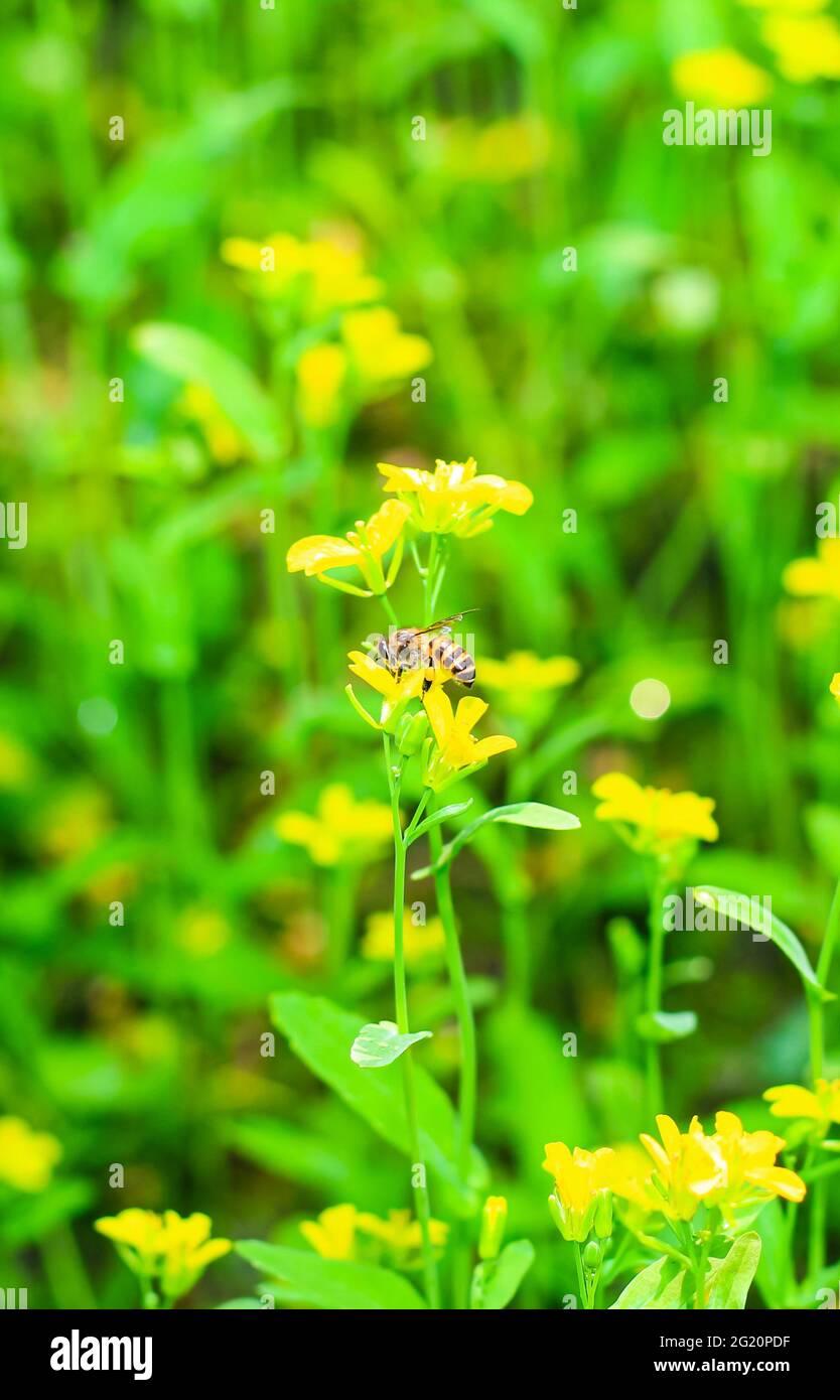 Bee having honey on mustard flower. Beautiful mustard flower with green ...