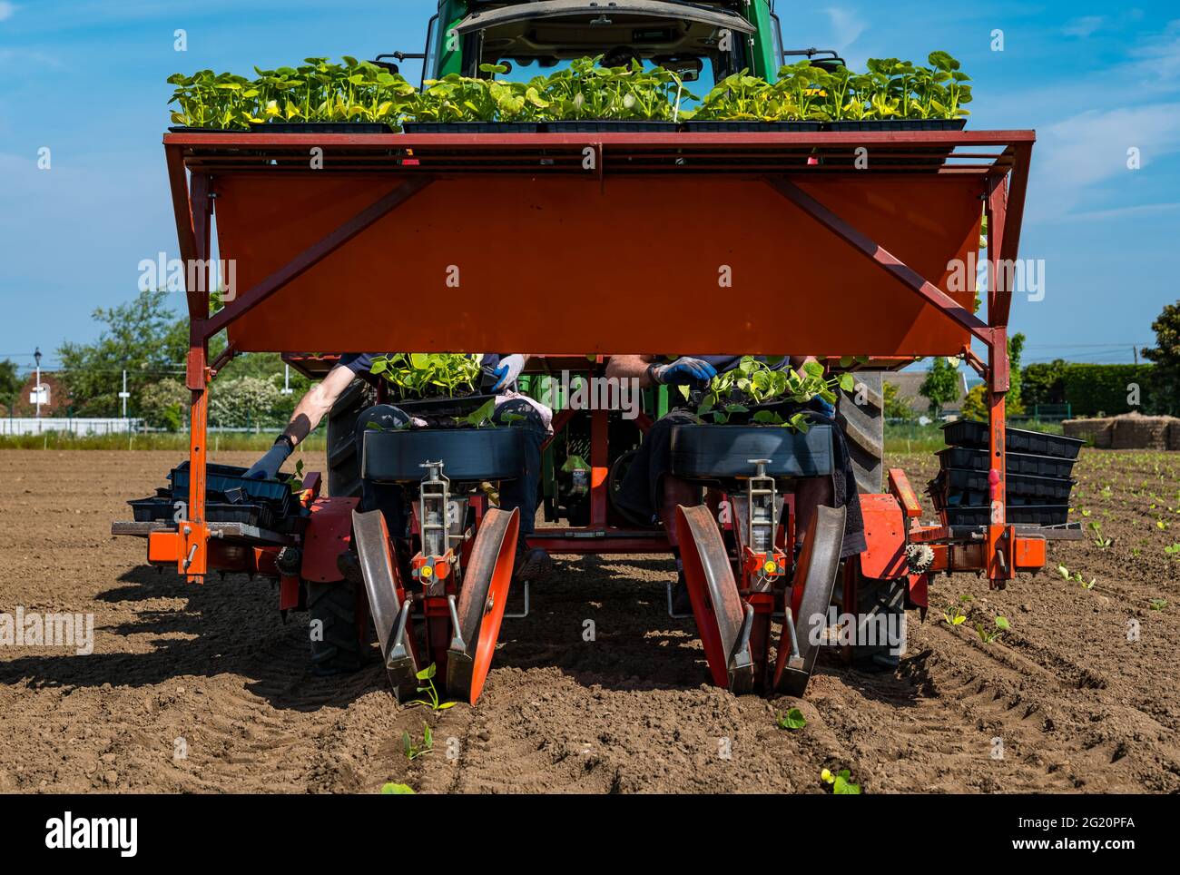 Farm workers planting pumpkin plant seedlings in field using tractor ...