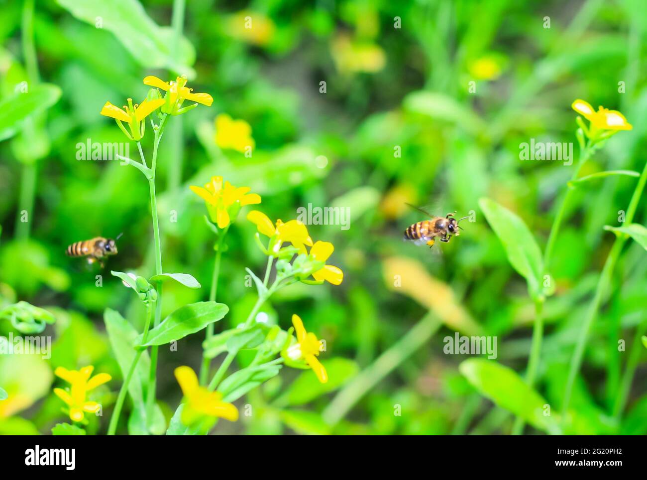 Bee having honey on mustard flower. Beautiful mustard flower with green ...