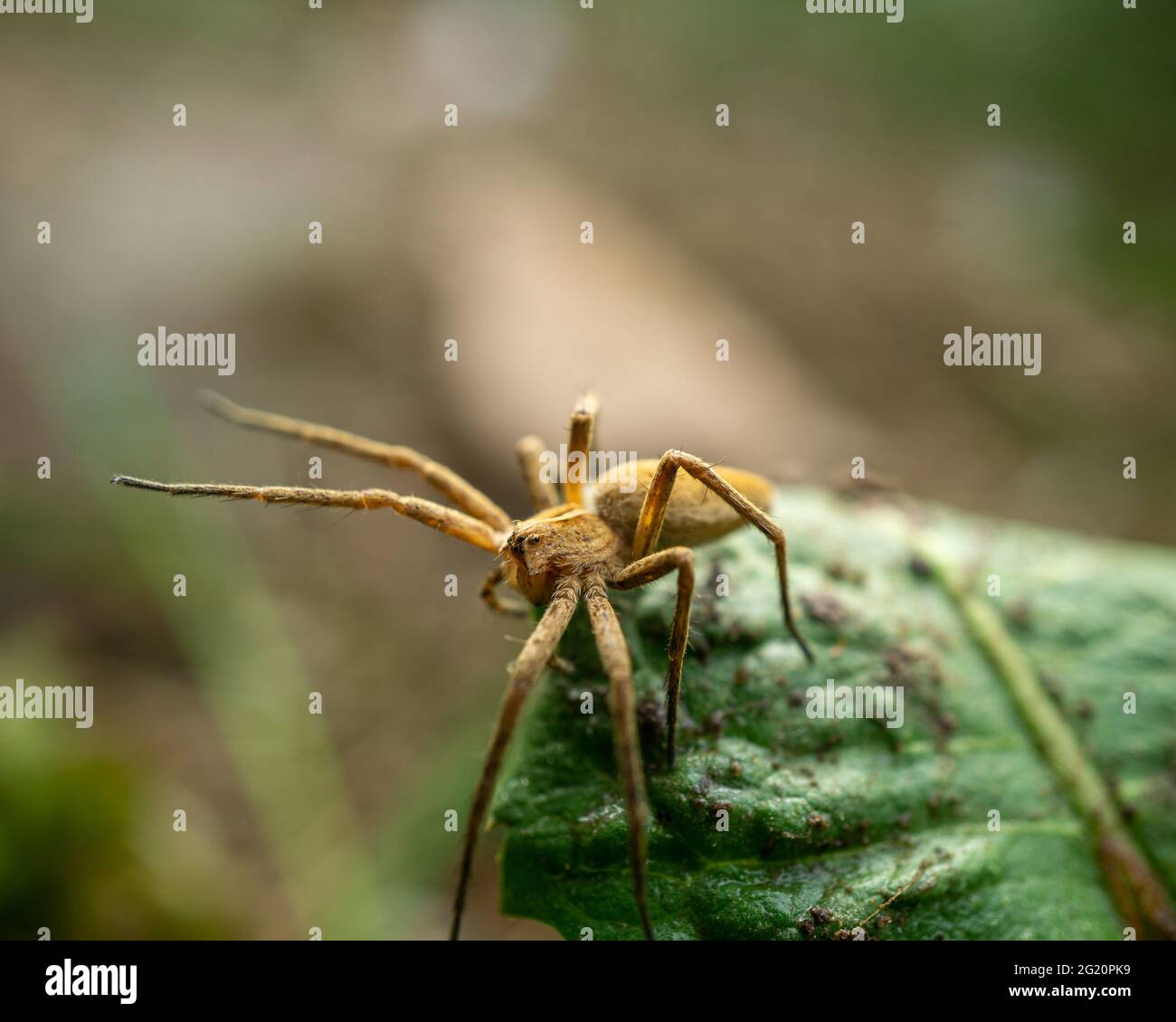 Selective focus shot of a spider on the green leaf Stock Photo - Alamy