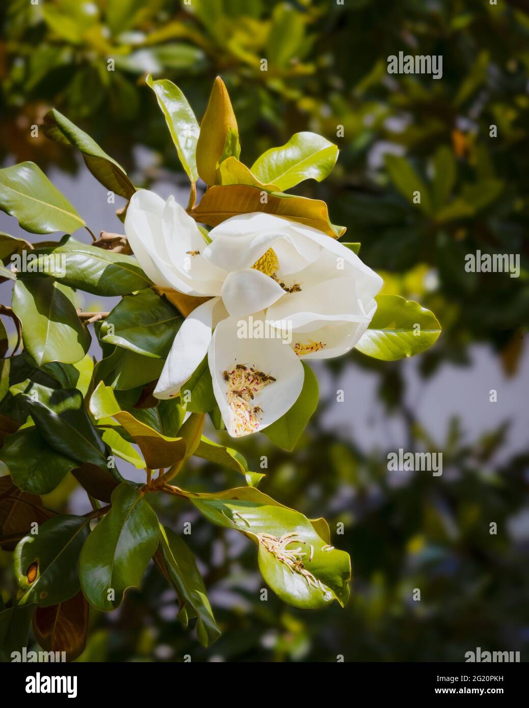 Animal pollination hi-res stock photography and images - Alamy