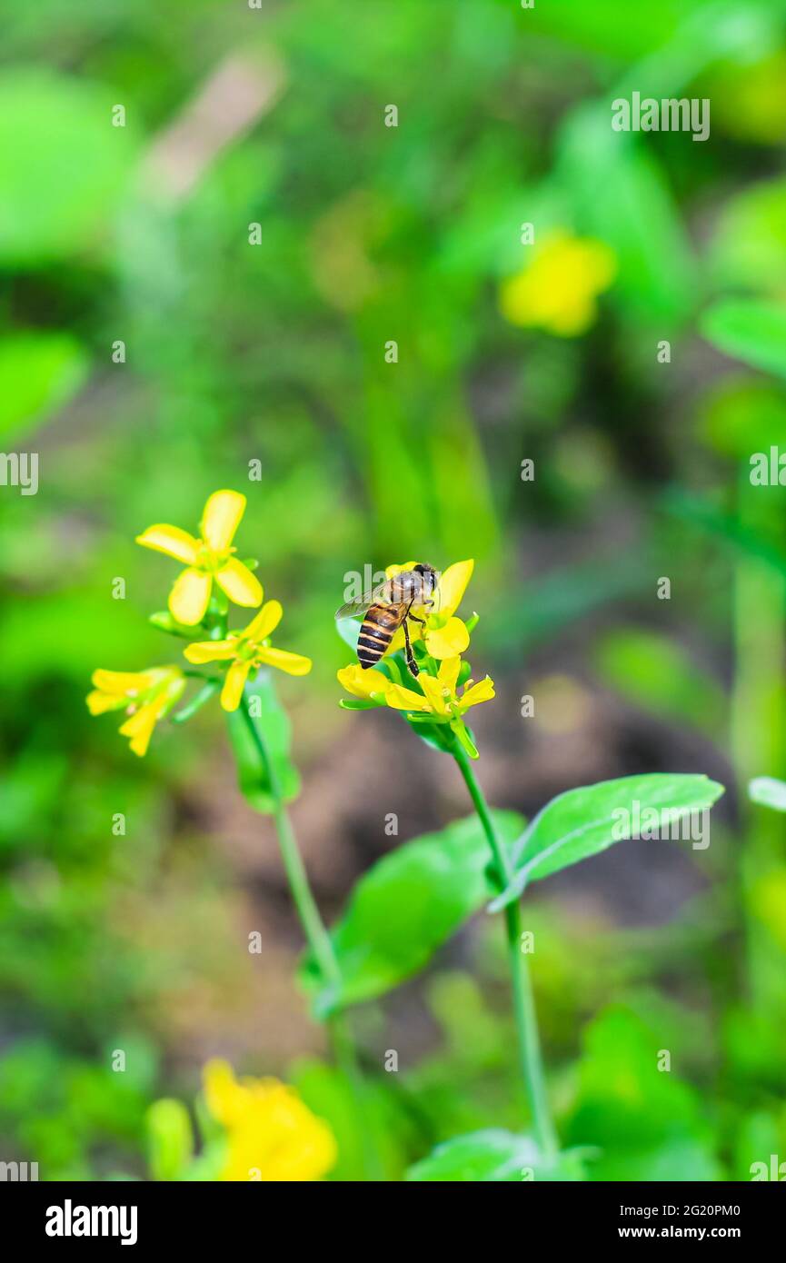 Bee having honey on mustard flower. Beautiful mustard flower with green ...