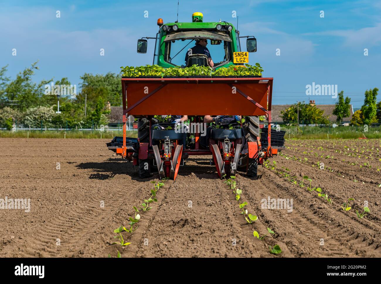 Farm workers planting pumpkin plant seedlings in field using tractor ...