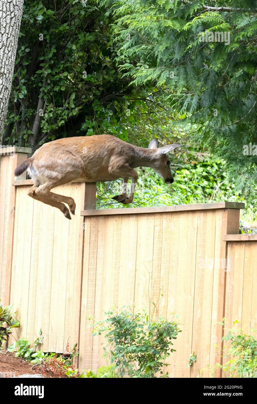 Doe black tailed mule deer hi-res stock photography and images - Alamy