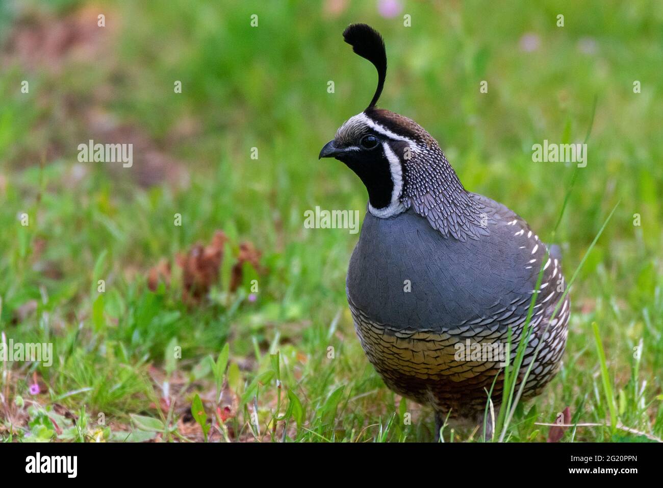 Island crest park hi-res stock photography and images - Alamy