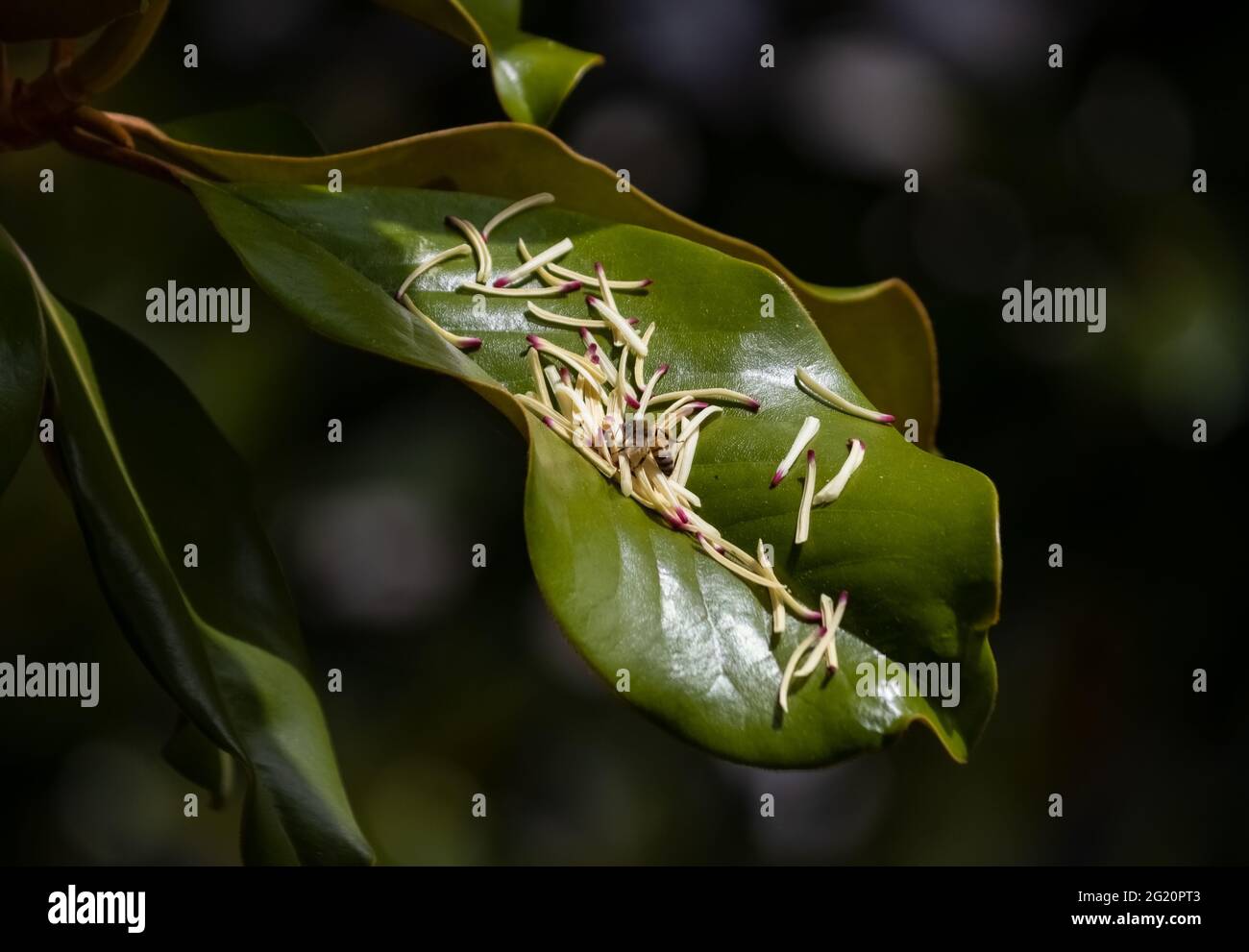 Animal pollination hi-res stock photography and images - Alamy