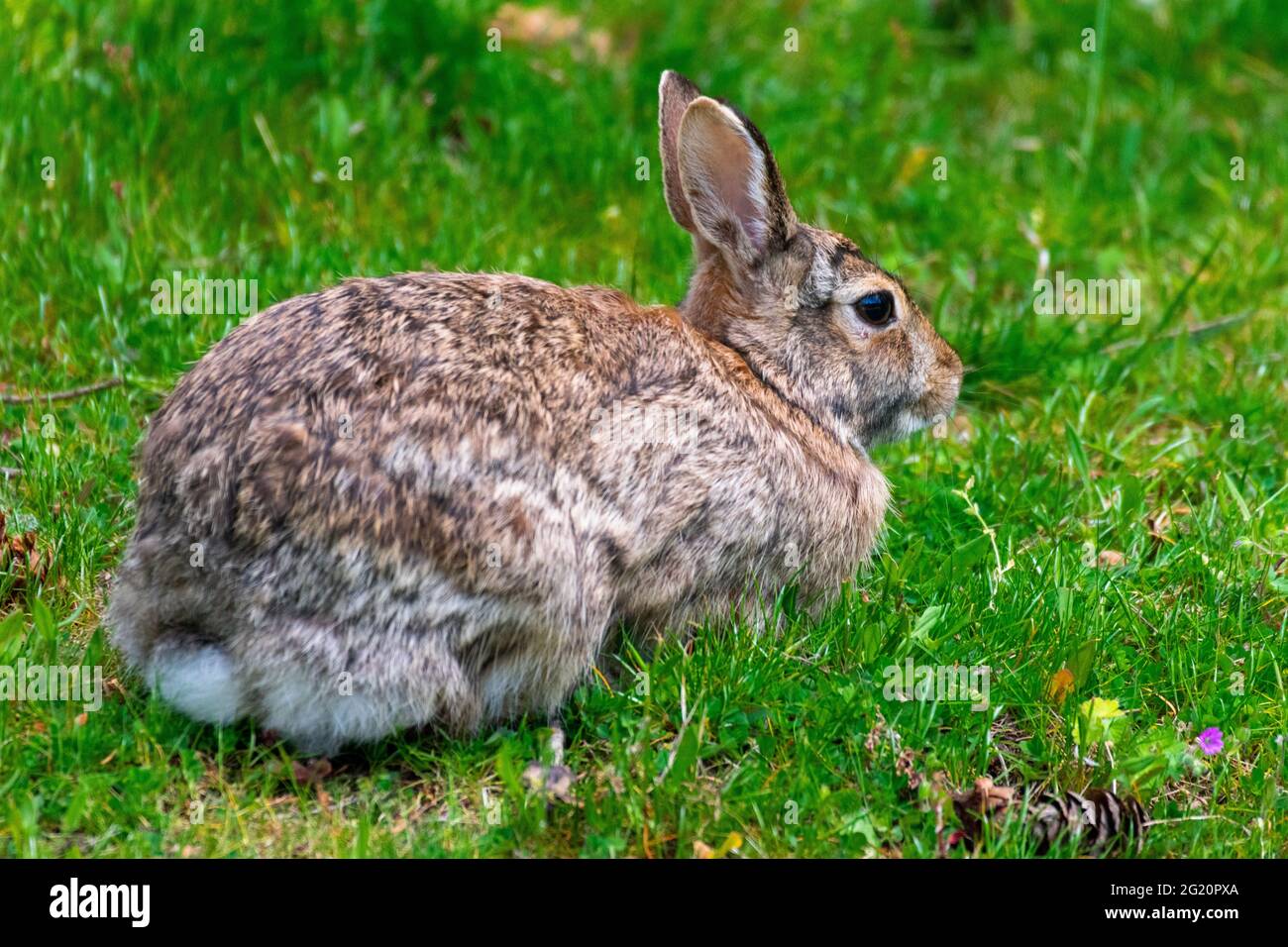 A rabbit lays in green grass while taking a break from eating Stock ...