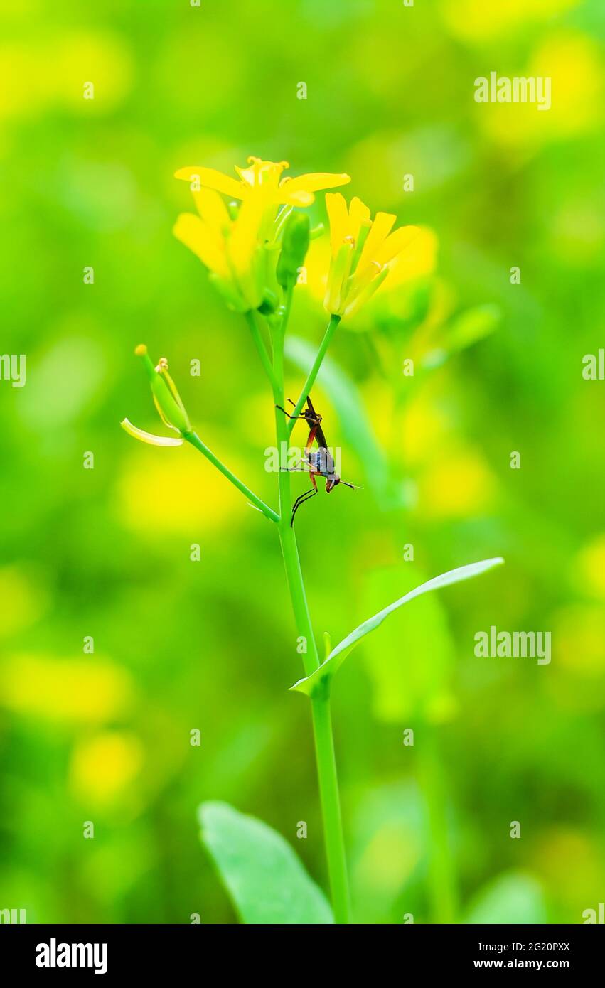 Bee having honey on mustard flower. Beautiful mustard flower with green ...