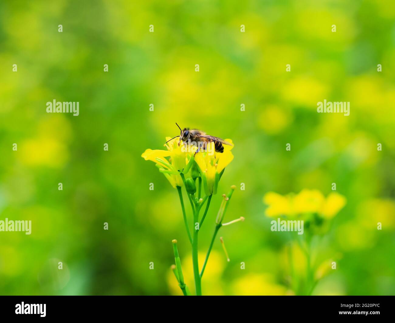 Bee having honey on mustard flower. Beautiful mustard flower with green ...