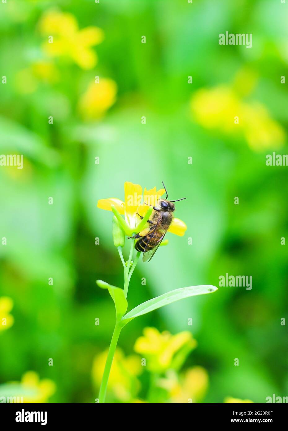 Bee having honey on mustard flower. Beautiful mustard flower with green ...