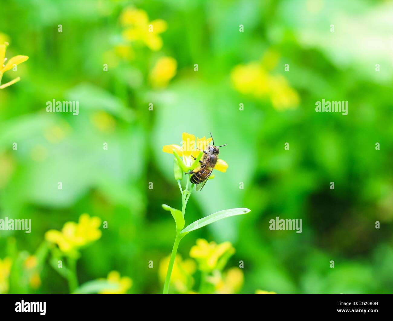 Bee having honey on mustard flower. Beautiful mustard flower with green ...