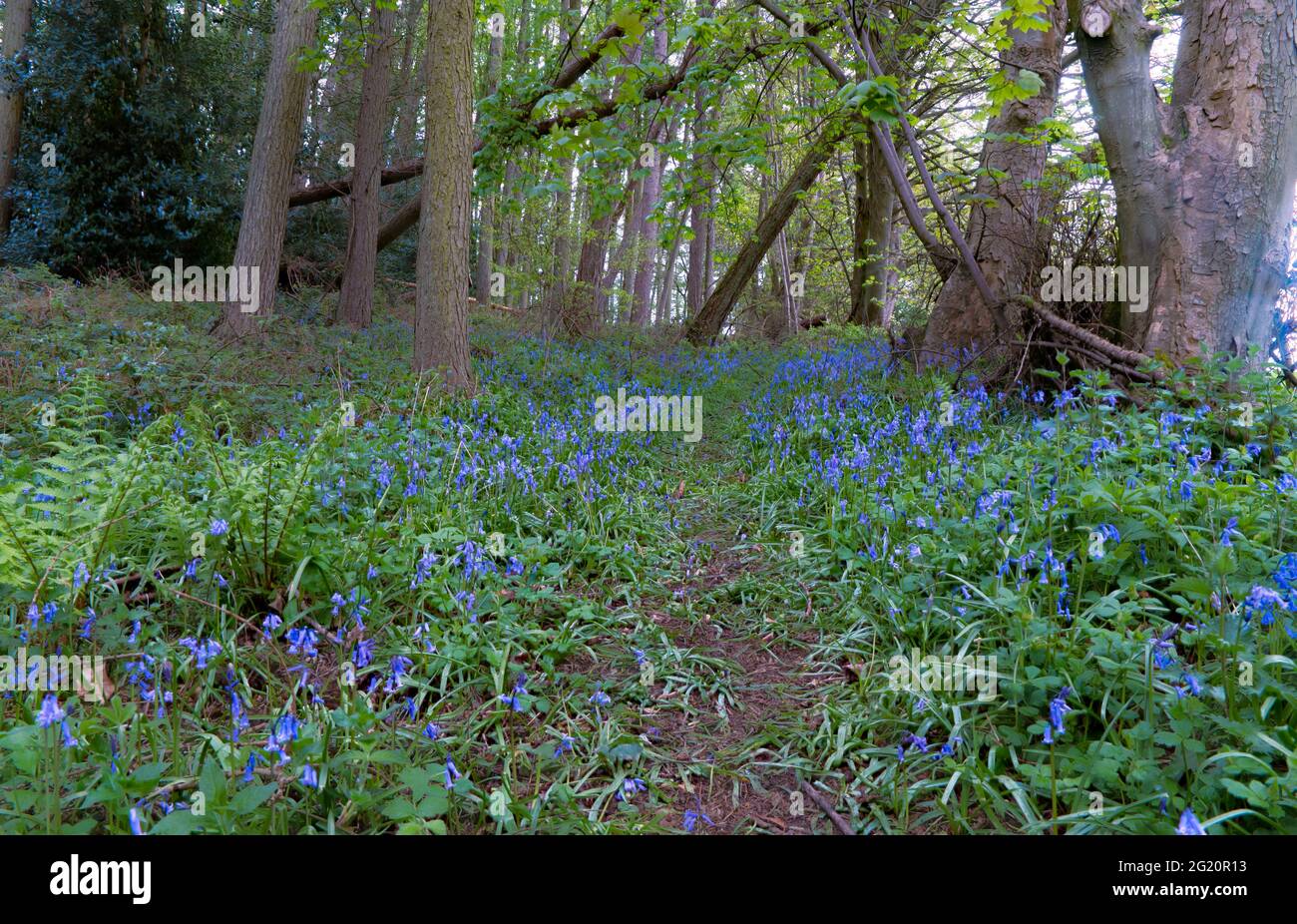 Bluebells in a wood in North Wales UK Stock Photo - Alamy