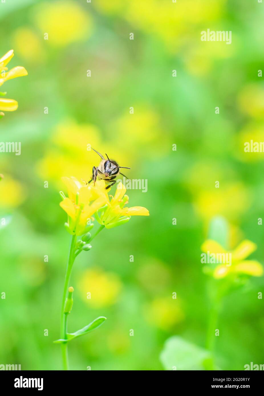 Bee having honey on mustard flower. Beautiful mustard flower with green ...