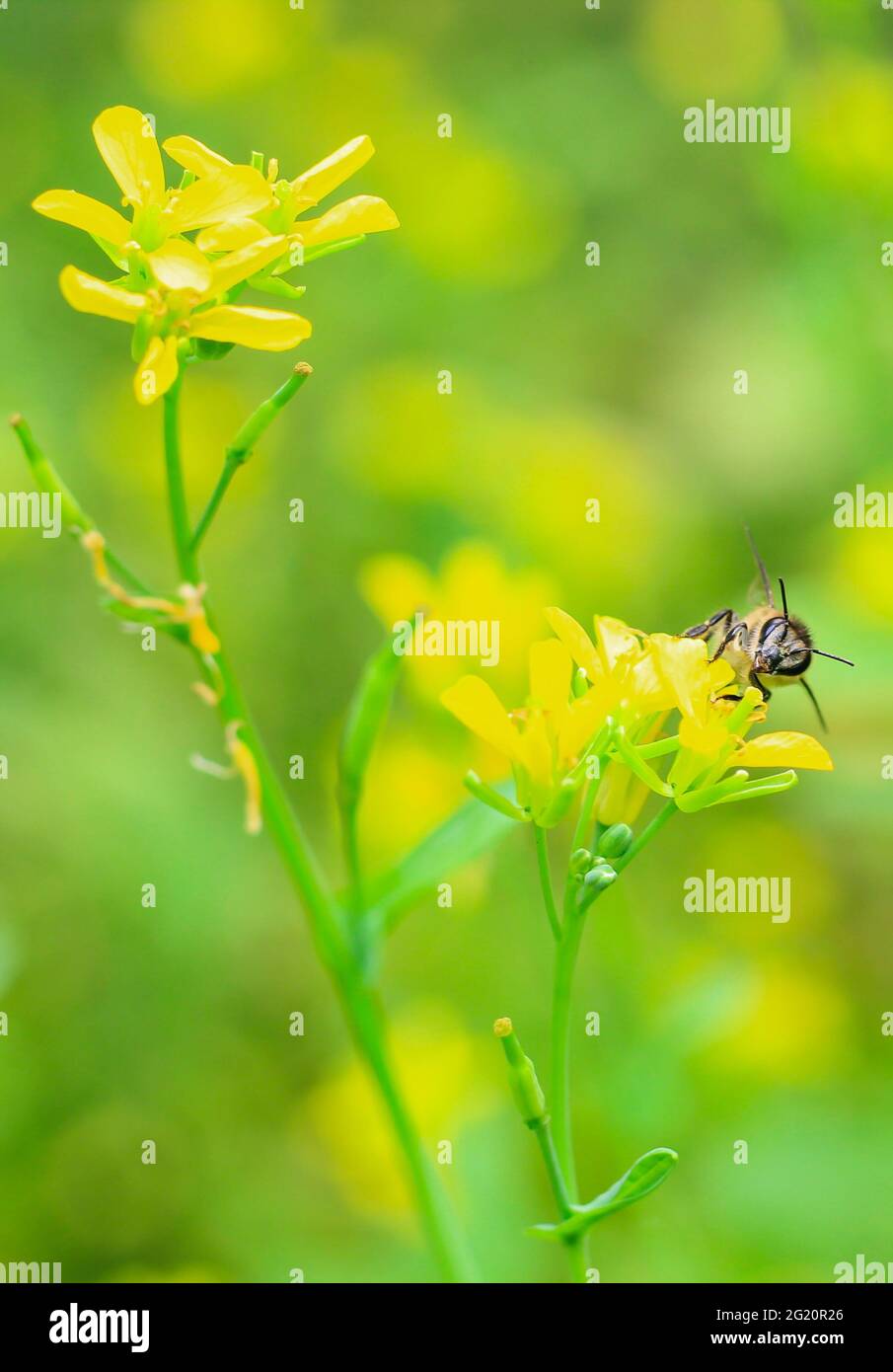 Bee having honey on mustard flower. Beautiful mustard flower with green ...