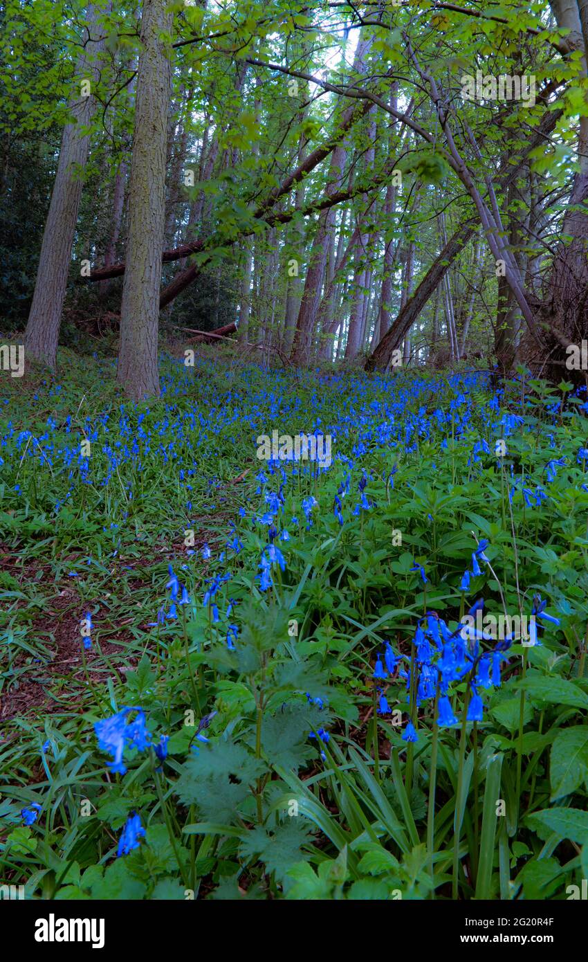 Bluebells in a wood in North Wales UK Stock Photo - Alamy
