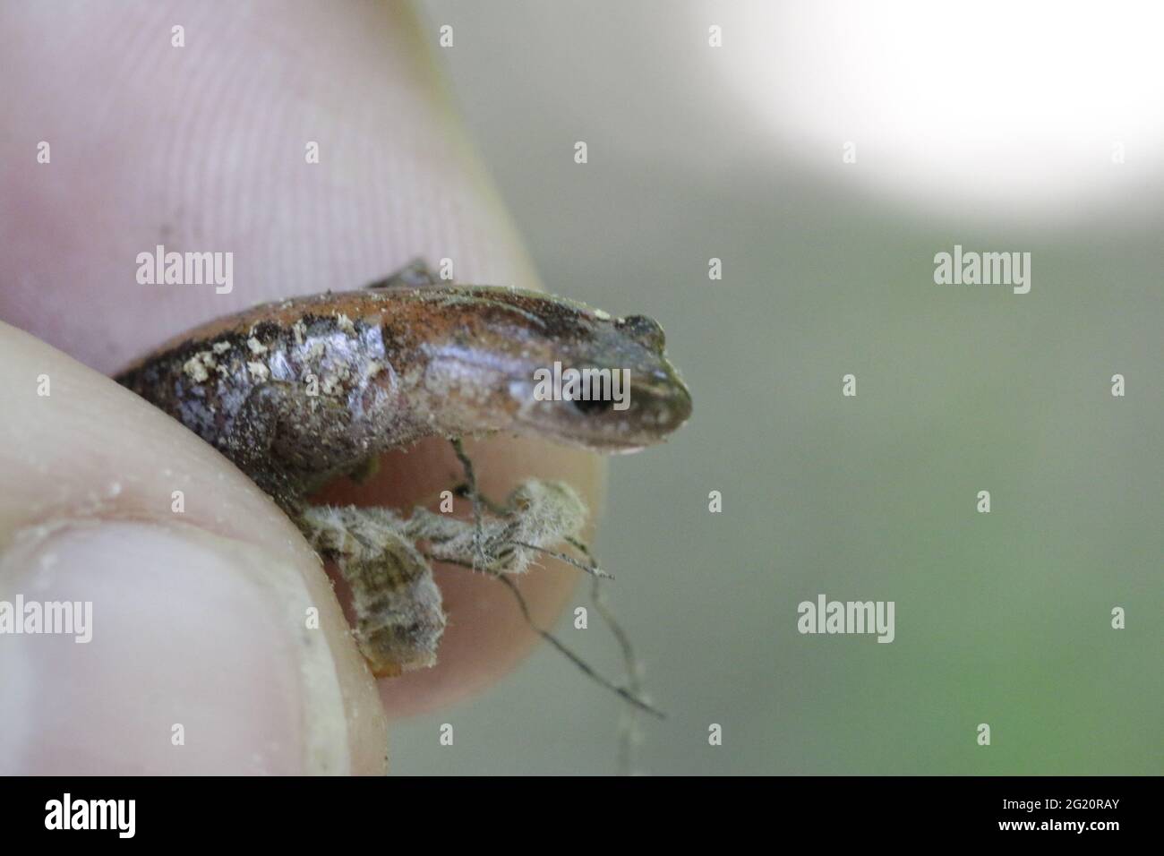 Closeup shot of a hand holding a tiny frog Stock Photo - Alamy