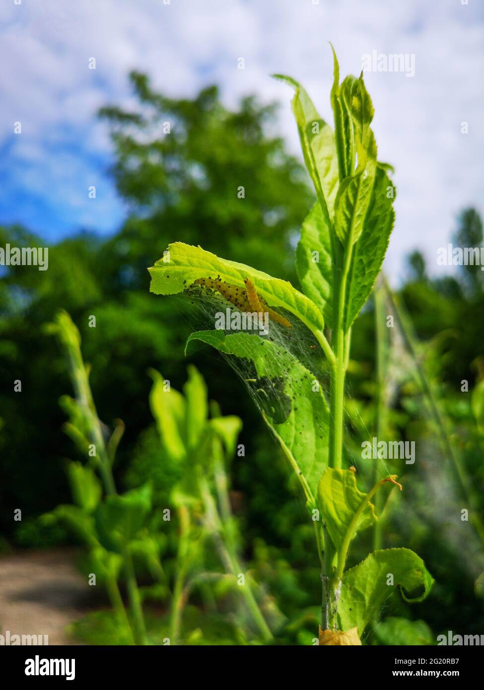 Vertical shot of high plants with worms on the green leaves Stock Photo ...