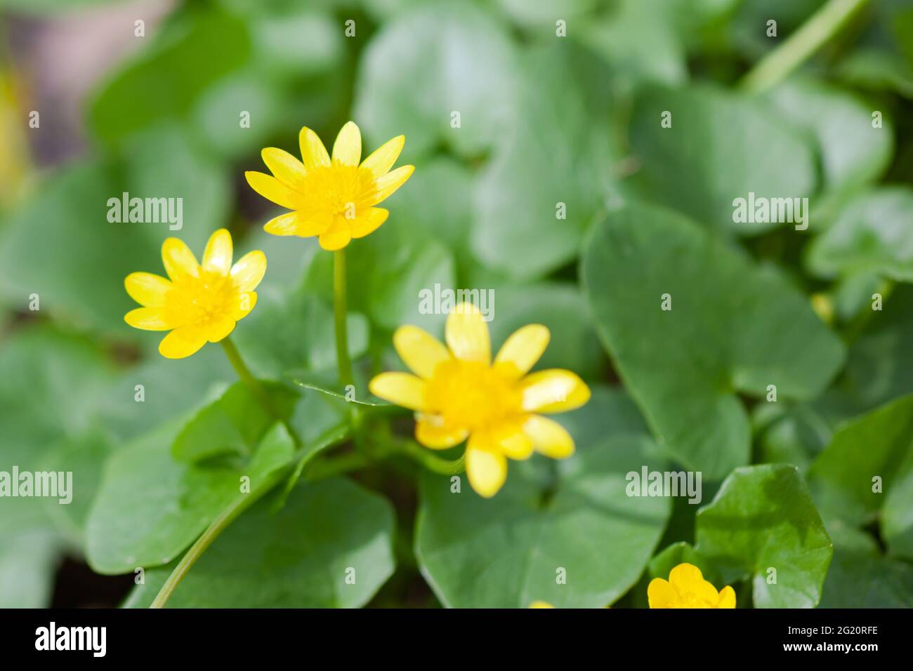 Spring field plants with yellow flowers, use as a background or texture ...