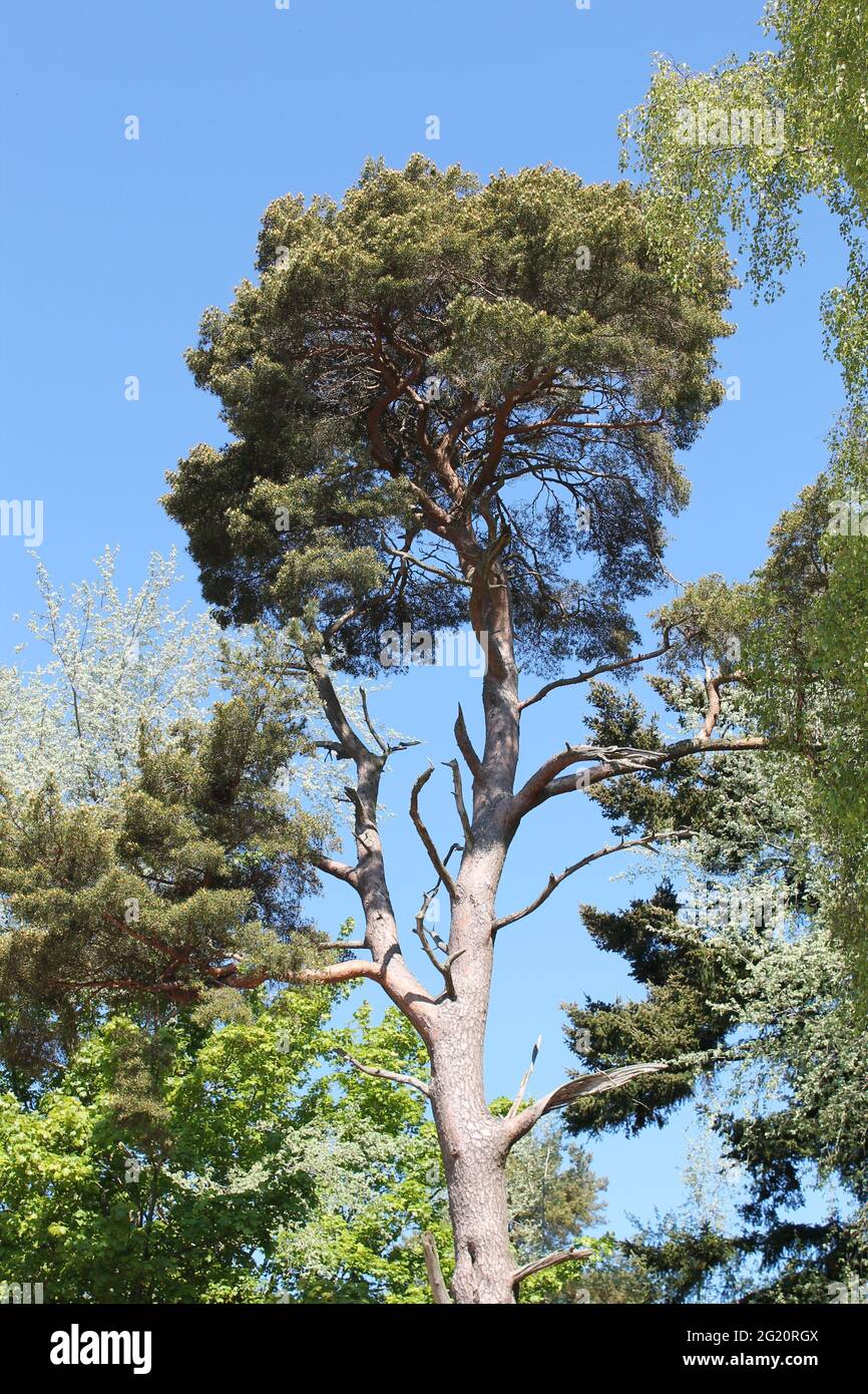 Scots pine tree hi-res stock photography and images - Alamy