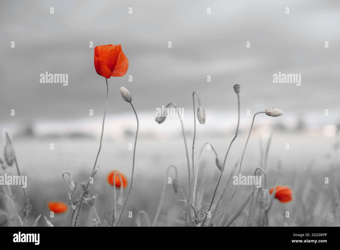 Beautiful nature background with red poppy flower for Remembrance Day ...