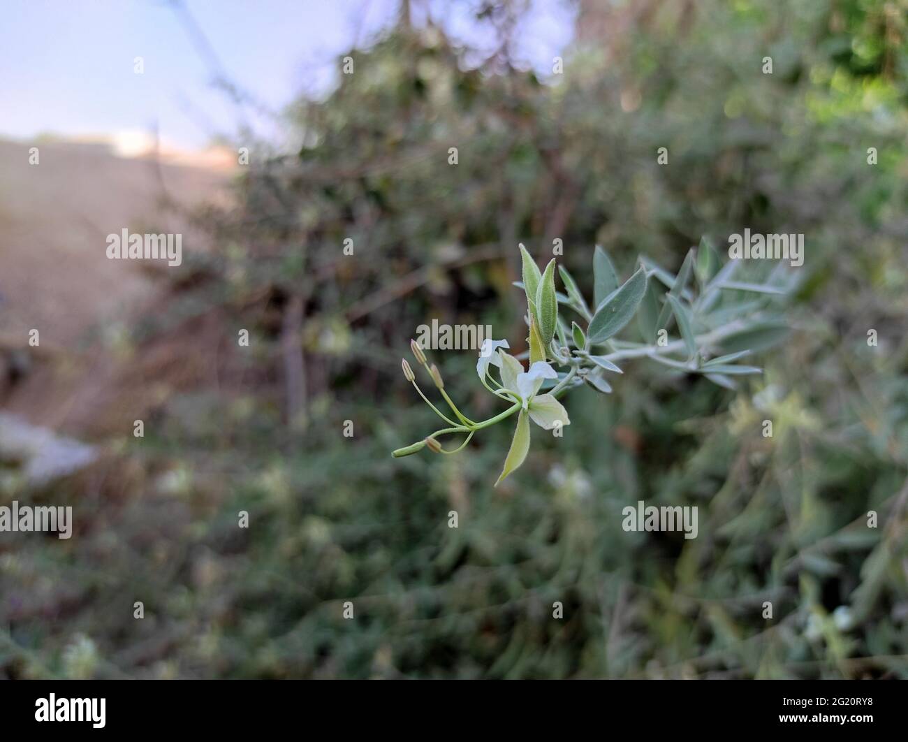 Rue grown as hi-res stock photography and images - Alamy