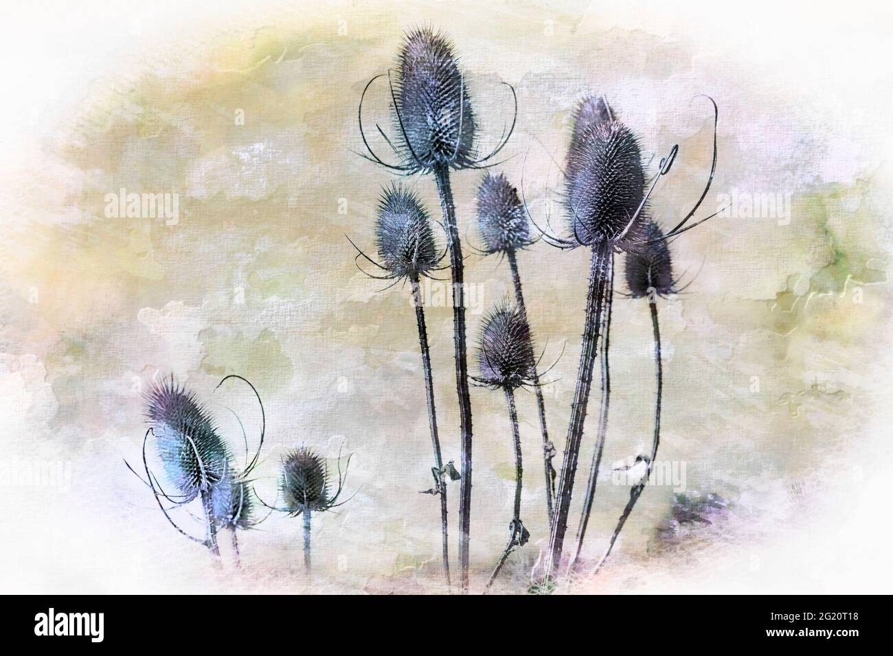 Common teasel plants hi-res stock photography and images - Alamy