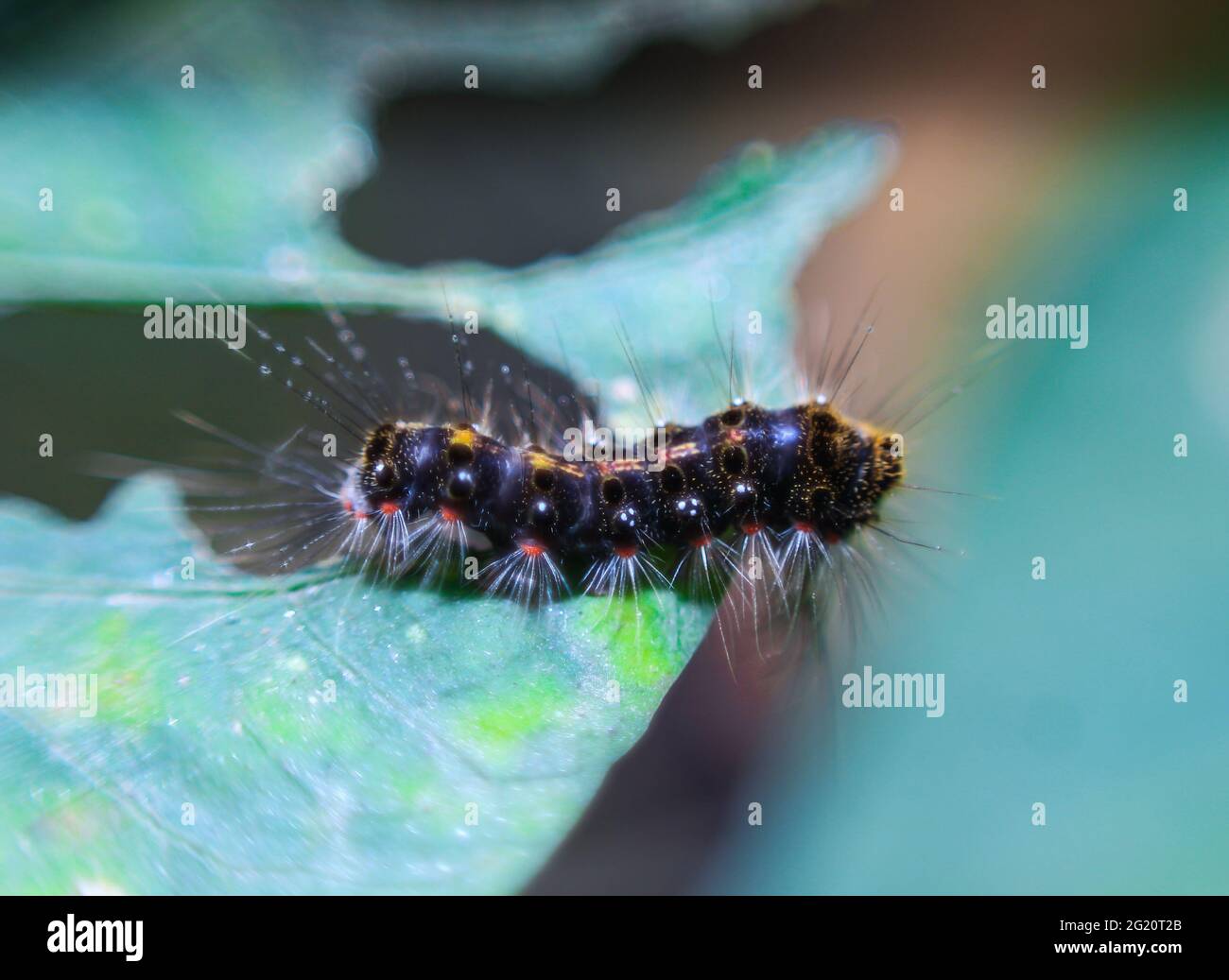 Caterpillar (lepidoptera)are voracious feeders and very damaging to ...