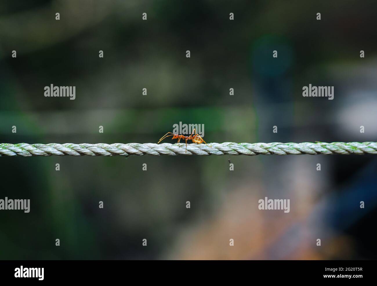 Shot near the red ant, climb the rope. Ants on rope blur and green ...