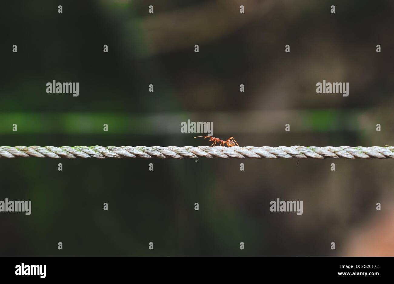 Ants Making A Rope at Susan Tucker blog