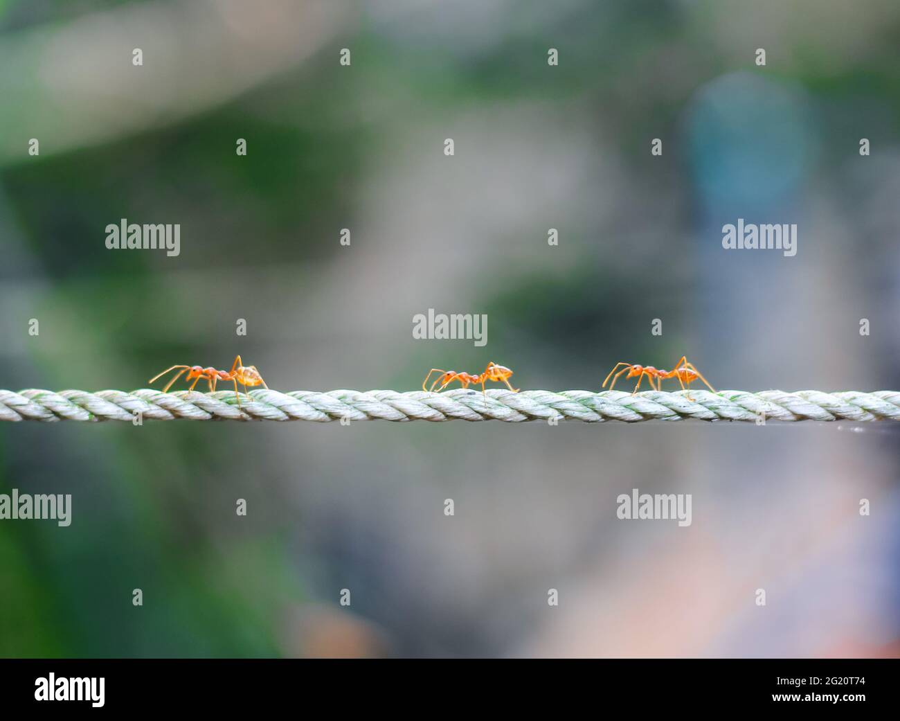 Ants Making A Rope at Susan Tucker blog