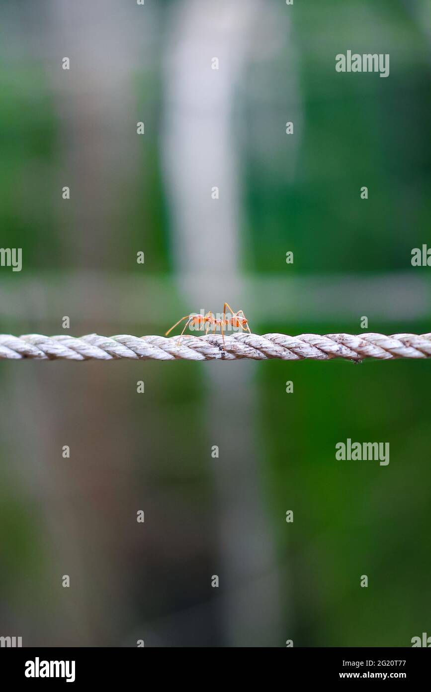 Shot near the red ant, climb the rope. Ants on rope blur and green ...