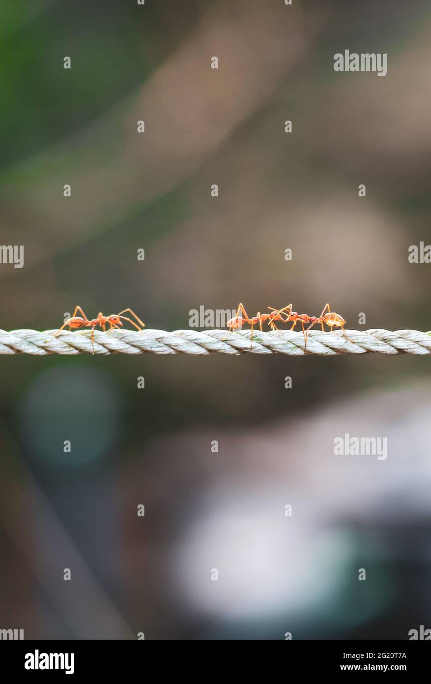 Shot near the red ant, climb the rope. Ants on rope blur and green ...