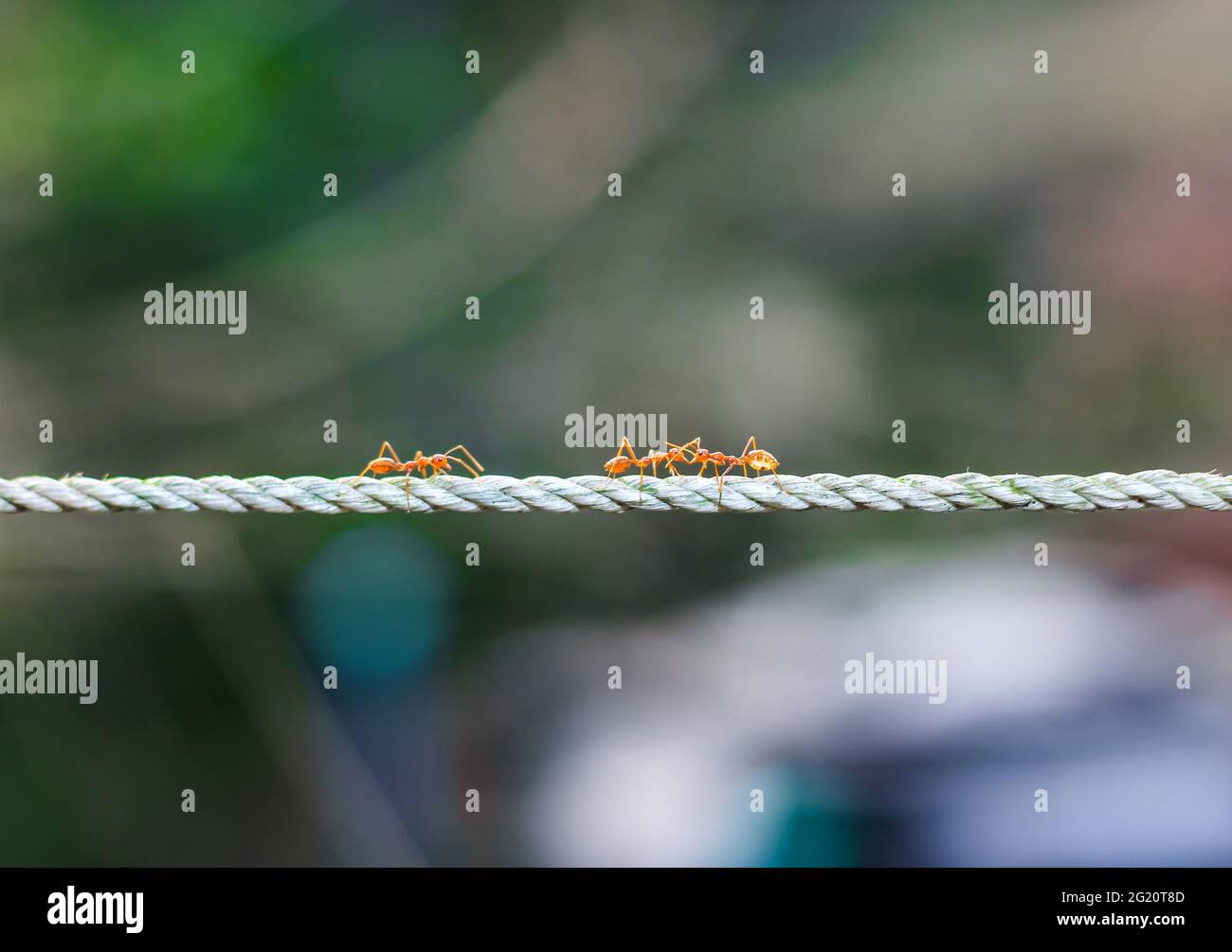 Shot near the red ant, climb the rope. Ants on rope blur and green ...