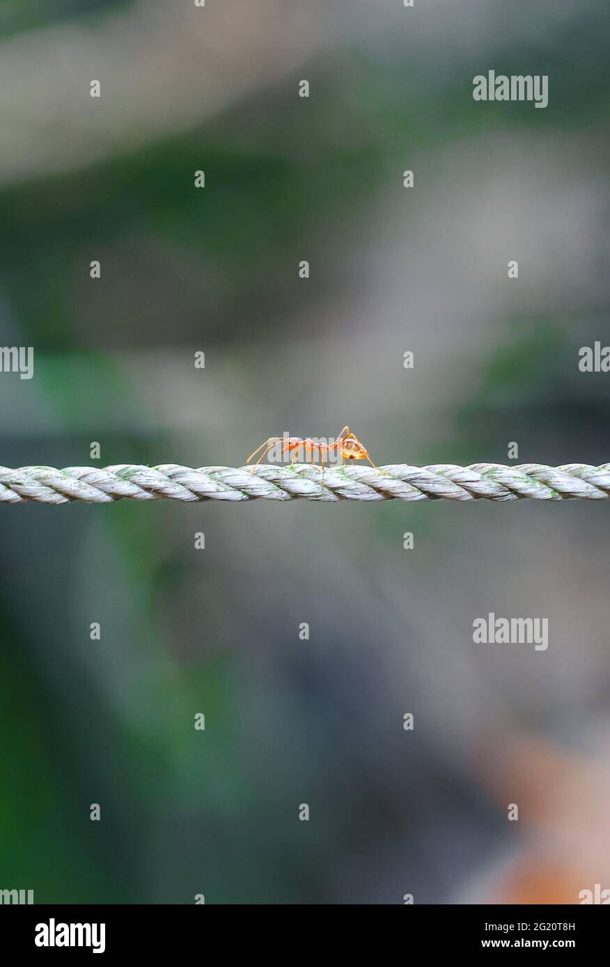 Ants on rope hi-res stock photography and images - Alamy