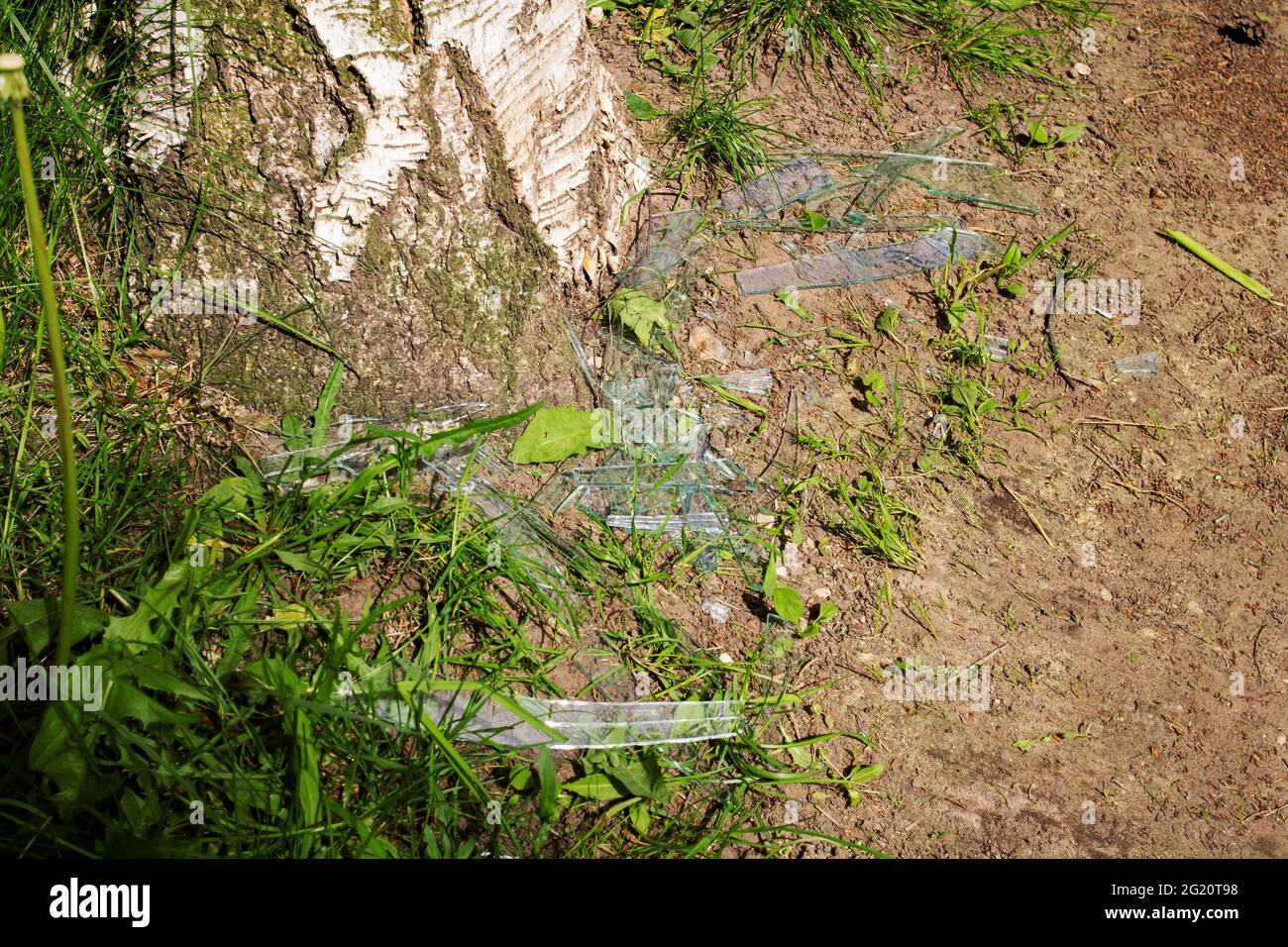 Shards of broken glass in green grass close up Stock Photo - Alamy