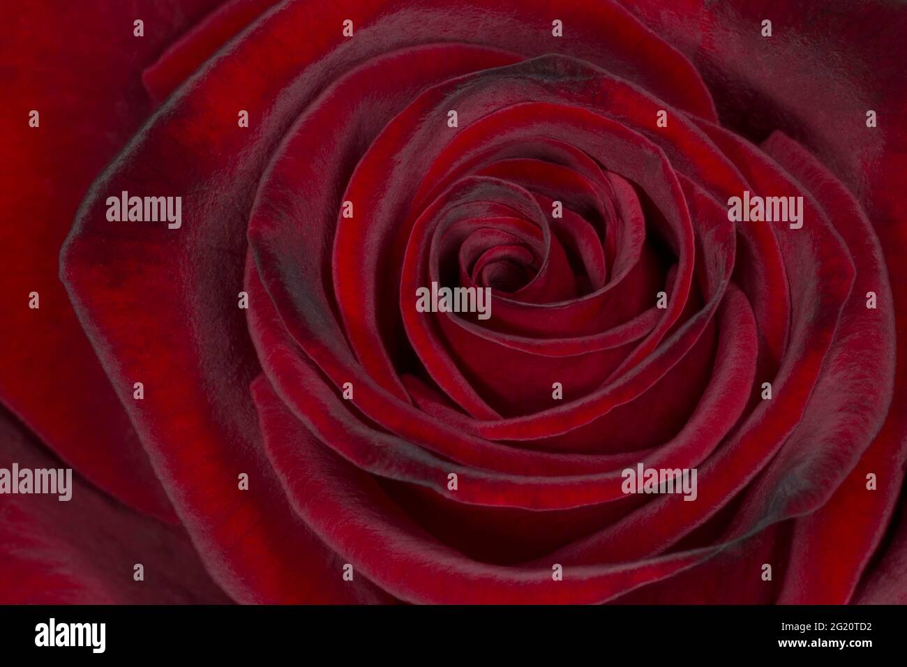 Beautiful dark red rose hi-res stock photography and images - Alamy