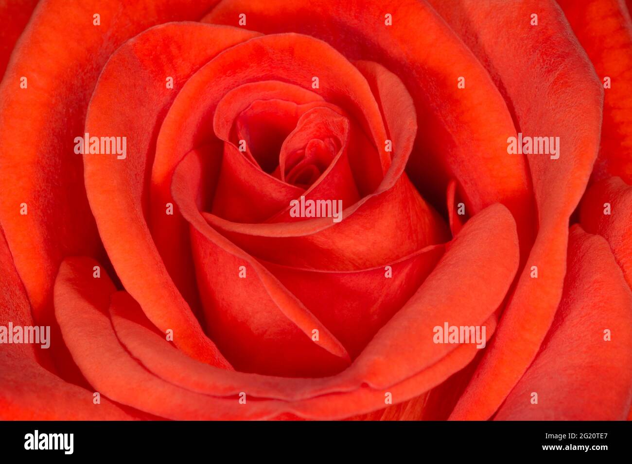 Beautiful red rose flower hi-res stock photography and images - Alamy
