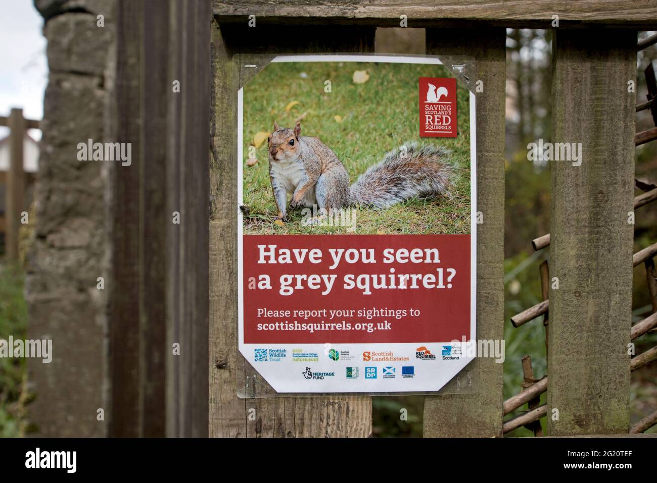Savings scotlands red squirrels hi-res stock photography and images - Alamy