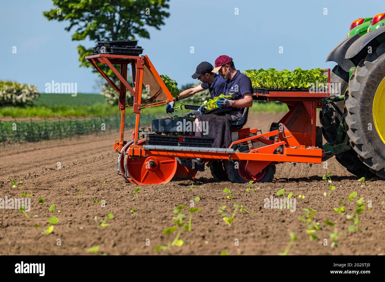 Farm workers planting pumpkin plant seedlings in field using tractor ...