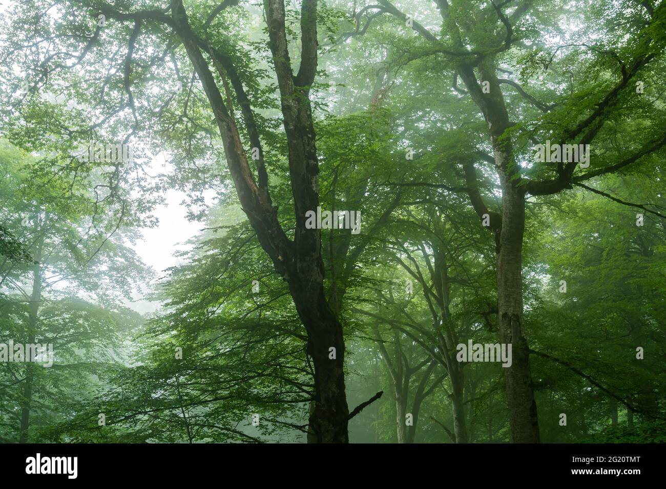 Sabaduri forest in summer, a beautiful place in the north of Tbilisi ...