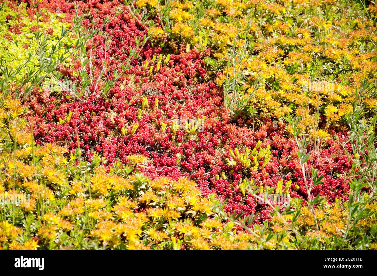 Detail of a vegetated roof with red sedum surrounded by yellow and ...