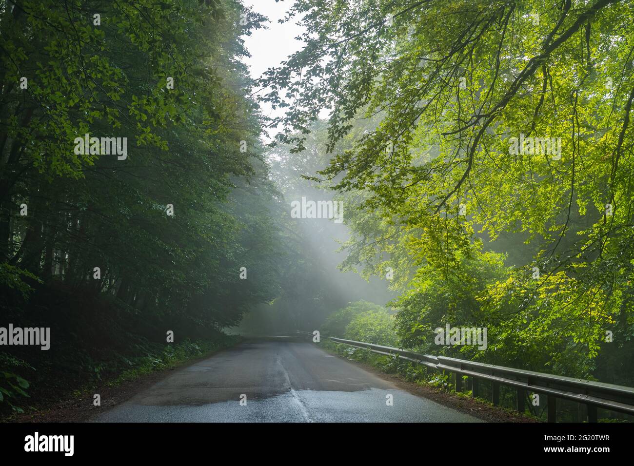 Sabaduri forest in summer, a beautiful place in the north of Tbilisi ...