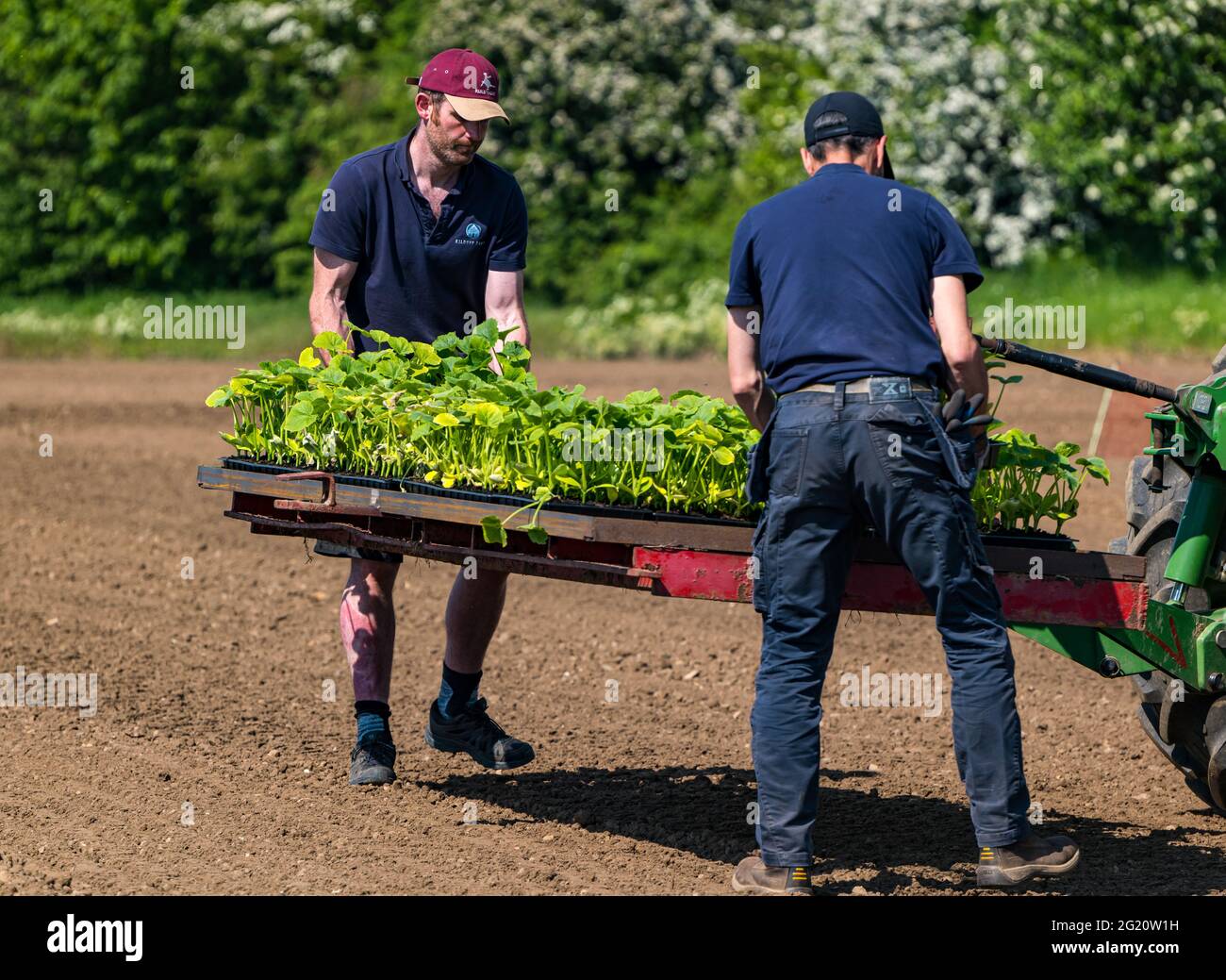 Seedling and farm crop field hi-res stock photography and images - Alamy
