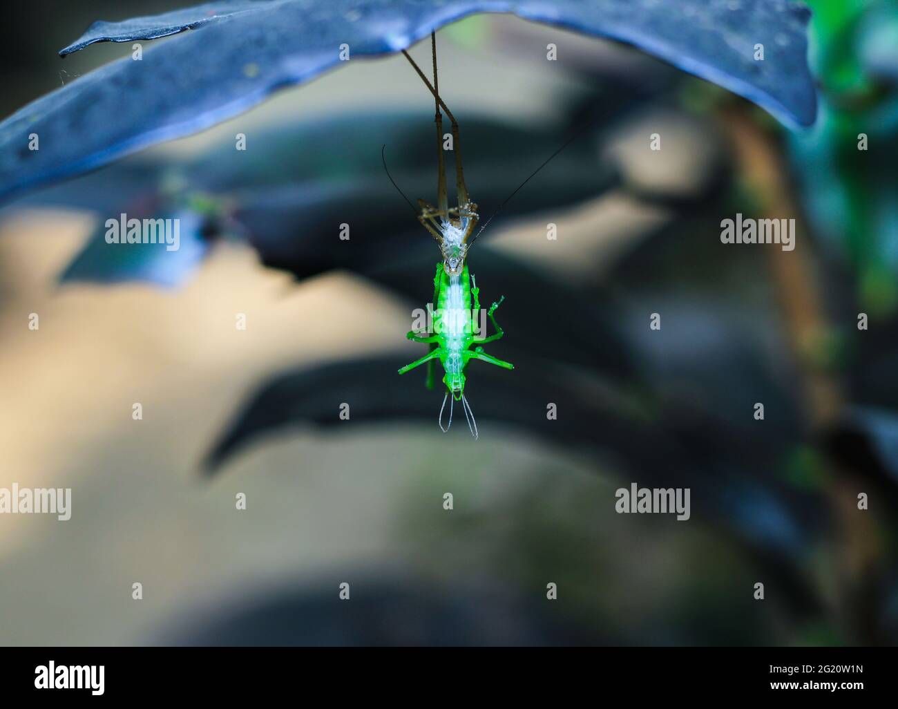Rare photography. Green grasshopper changing own shell. Grasshopper ...