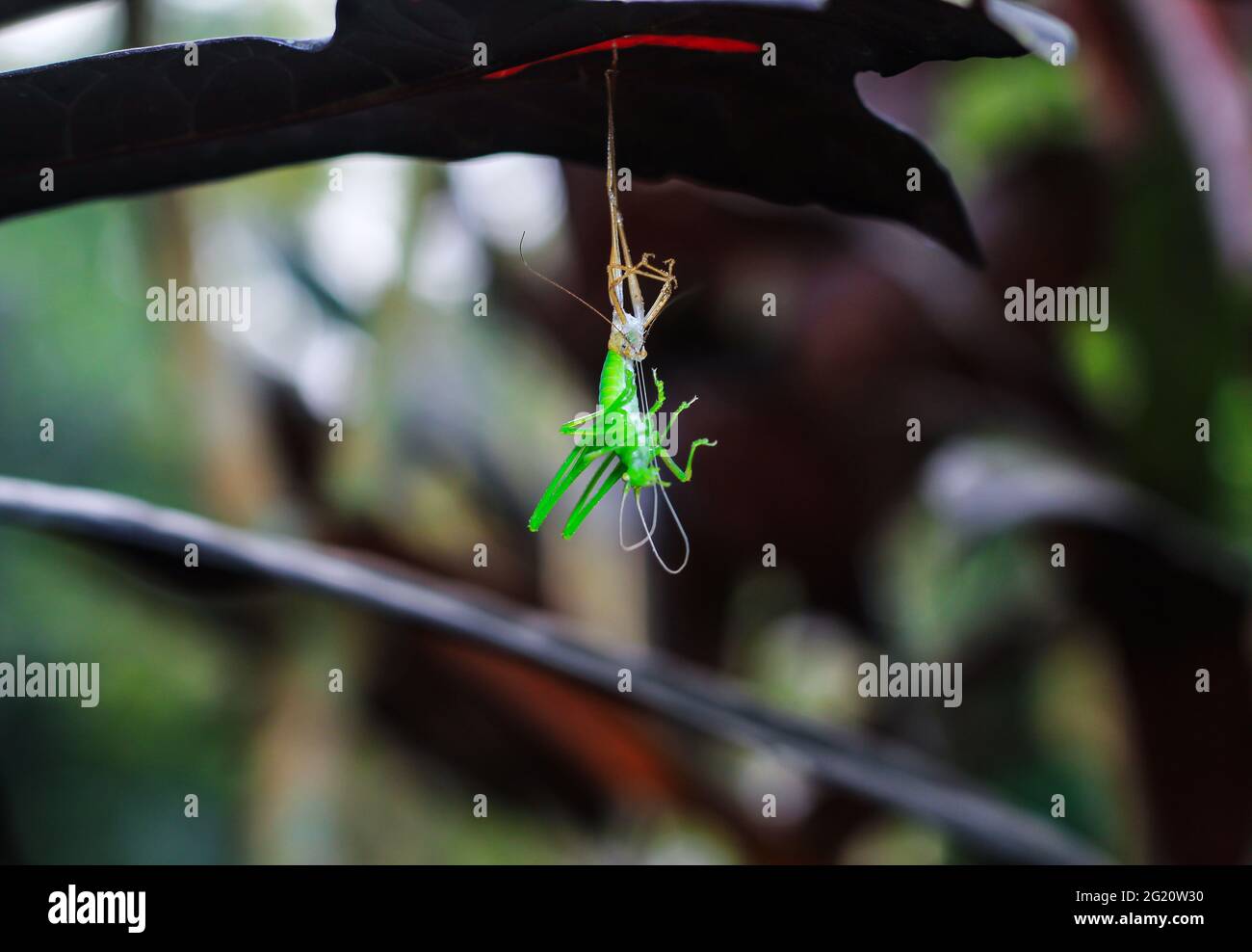 Grasshopper wings shell hi-res stock photography and images - Alamy