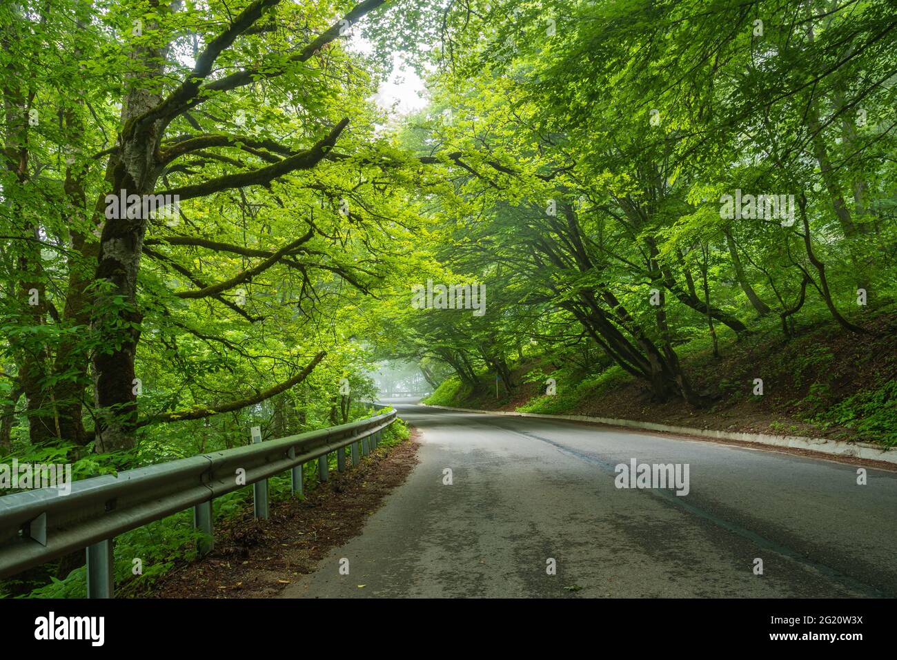 Sabaduri forest in summer, a beautiful place in the north of Tbilisi ...