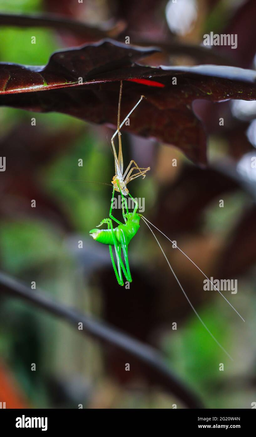Rare photography. Green grasshopper changing own shell. Grasshopper ...