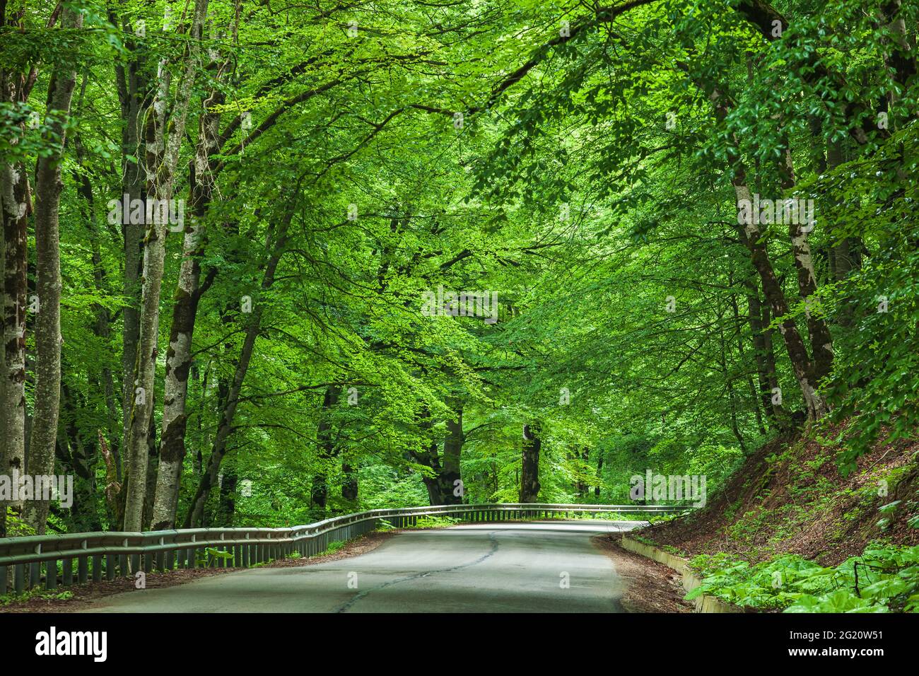 Sabaduri forest in summer, a beautiful place in the north of Tbilisi ...